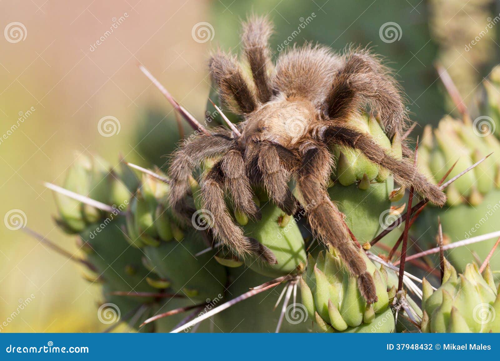 Grote harige spin stock foto. Image of spin, ogen, cactus - 37948432