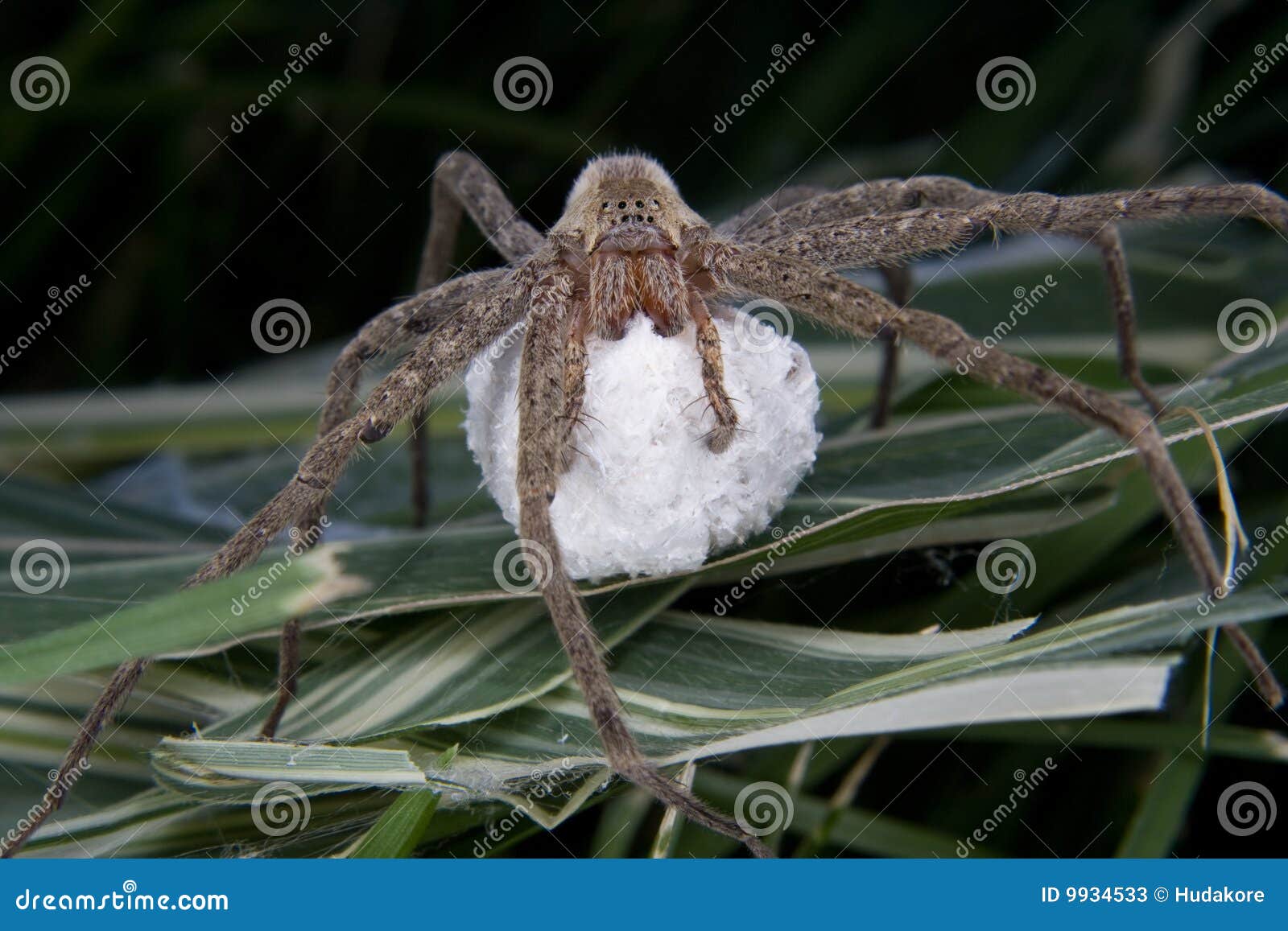 Grote Harige Spin En Haar Eizak Stock Afbeelding - Image of beschermend ...