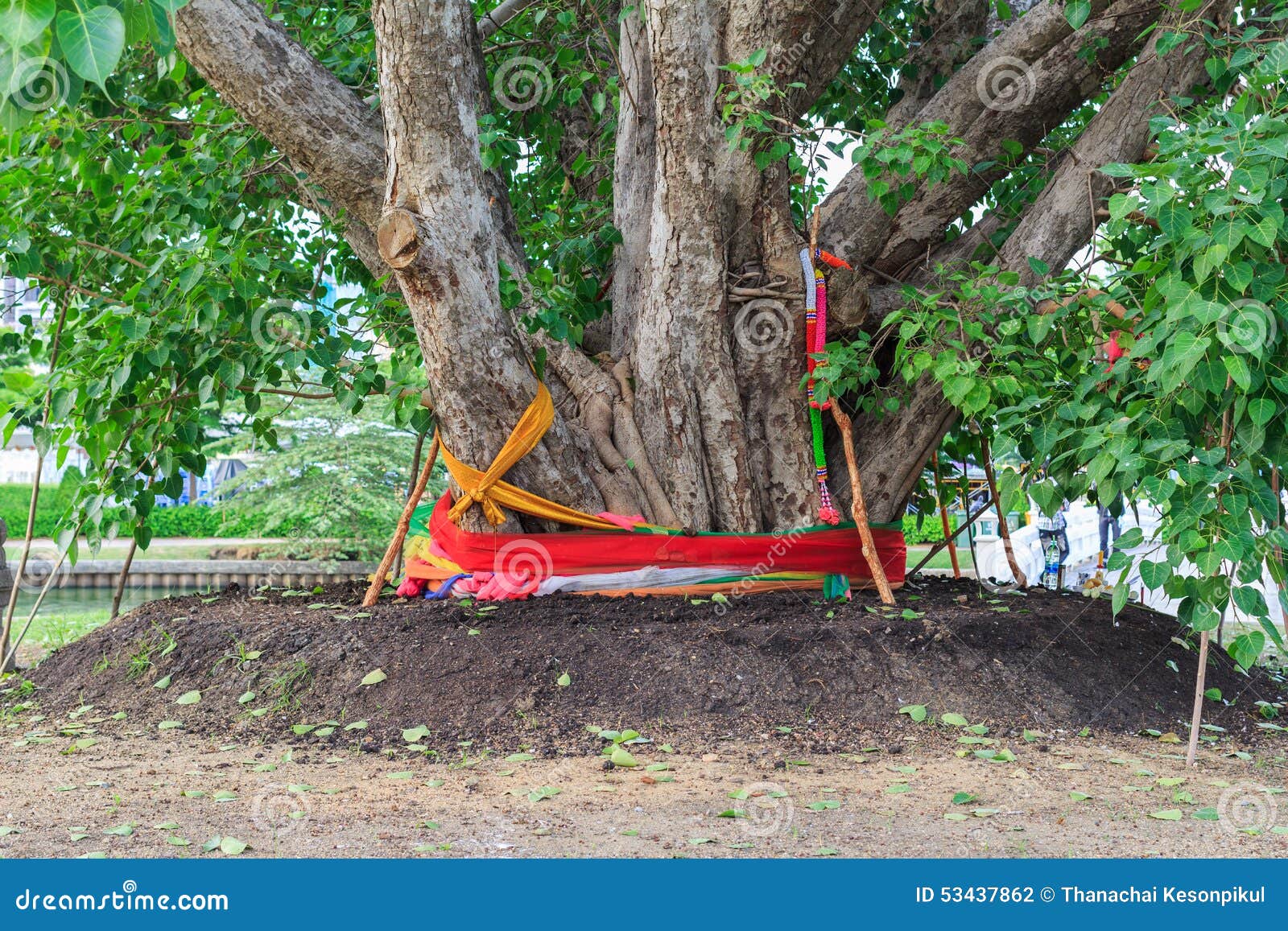 Grote heilige boom stock foto. Image of erfenis, geloof - 53437862