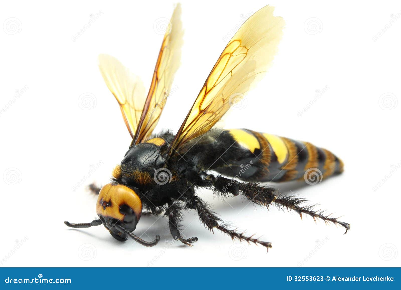 Grote horzel stock afbeelding. Image of beet, dier, organismen - 32553623