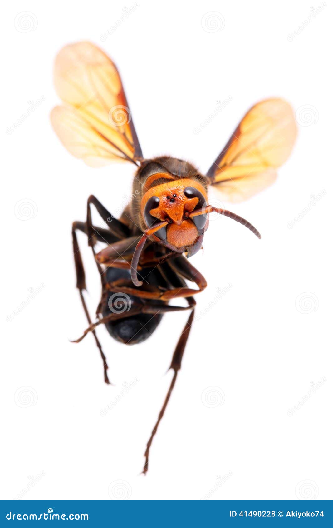 Grote horzel stock foto. Image of benen, naald, nave - 41490228