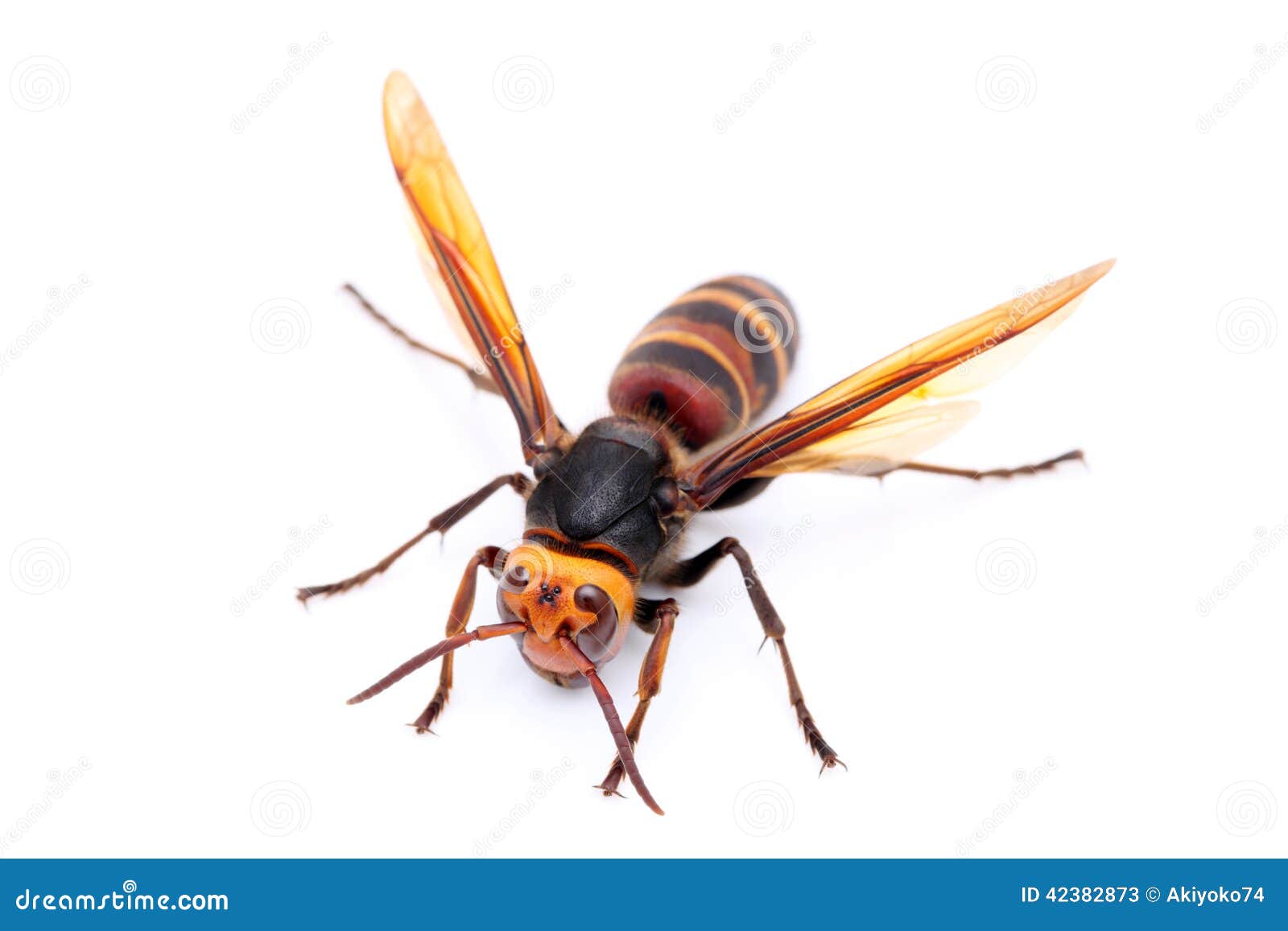 Grote horzel stock afbeelding. Image of hoofd, bruin - 42382873