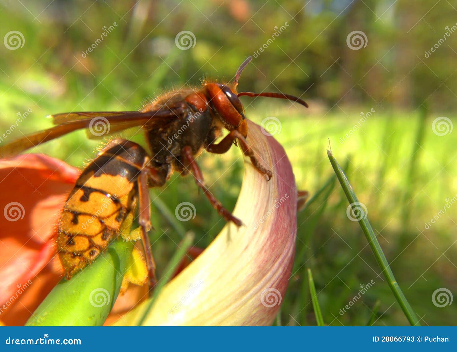 Grote horzel op een bloem stock afbeelding. Image of rood - 28066793