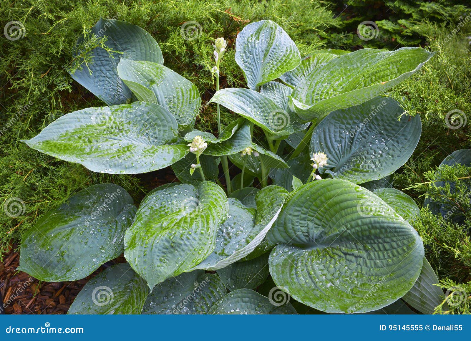 Grote hosta in tuin stock afbeelding. Image of bloei - 95145555