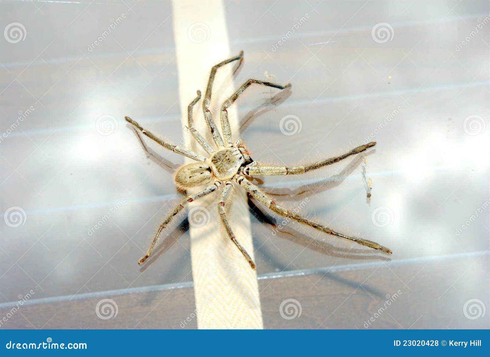 Grote huntsman spin stock foto. Image of buiten, sluit - 23020428