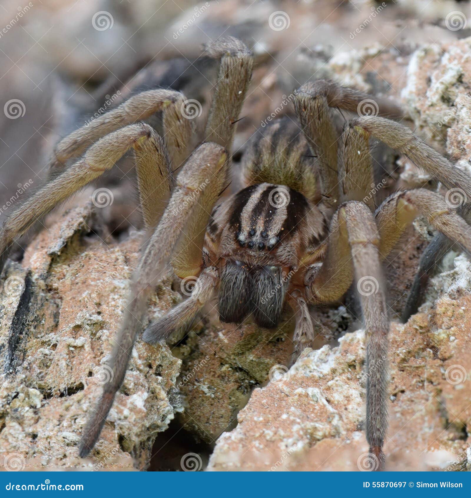 Grote huntsman spin stock afbeelding. Image of pond, spin - 55870697