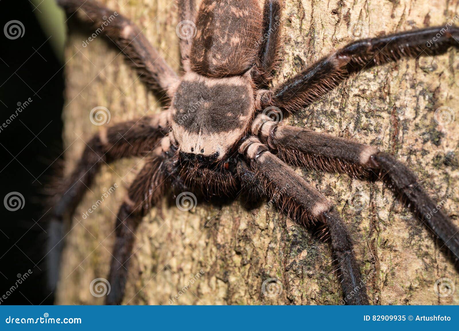 Grote Huntsman Spin Op Boom Madagascar Stock Afbeelding - Image of ...