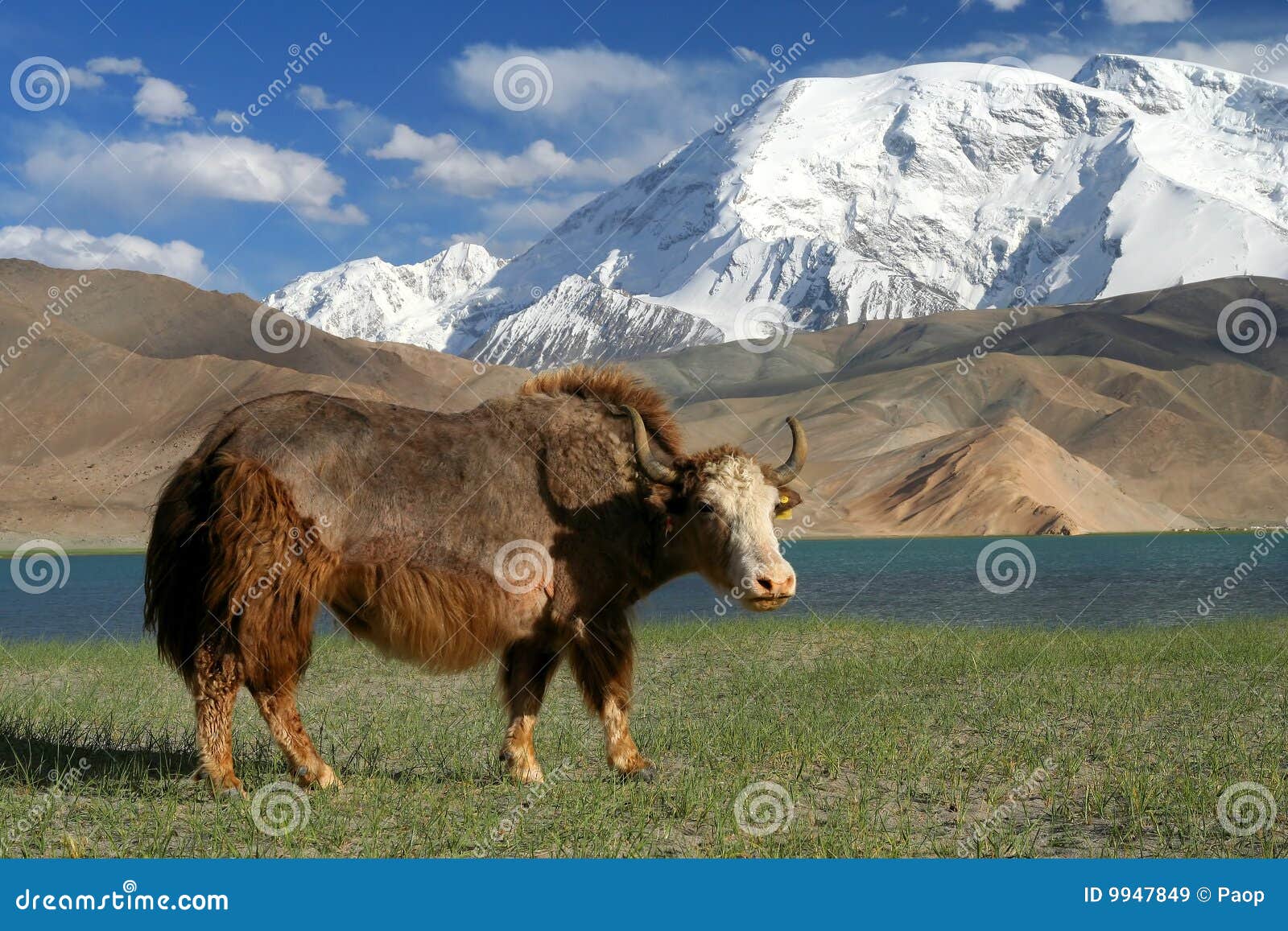 Grote Jakken stock afbeelding. Image of koude, reusachtig - 9947849