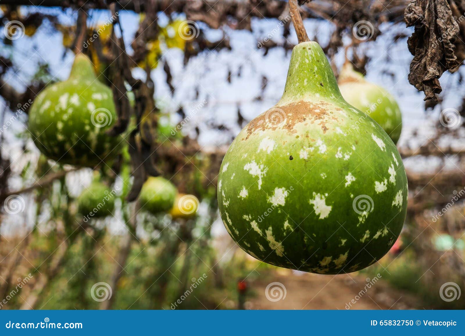 Grote kalebasboom stock foto. Image of vrucht, noord - 65832750