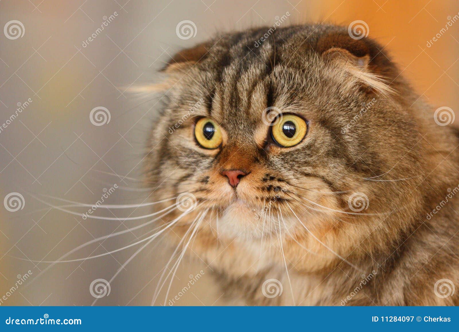 Grote kat stock afbeelding. Image of hoofd, karakter - 11284097