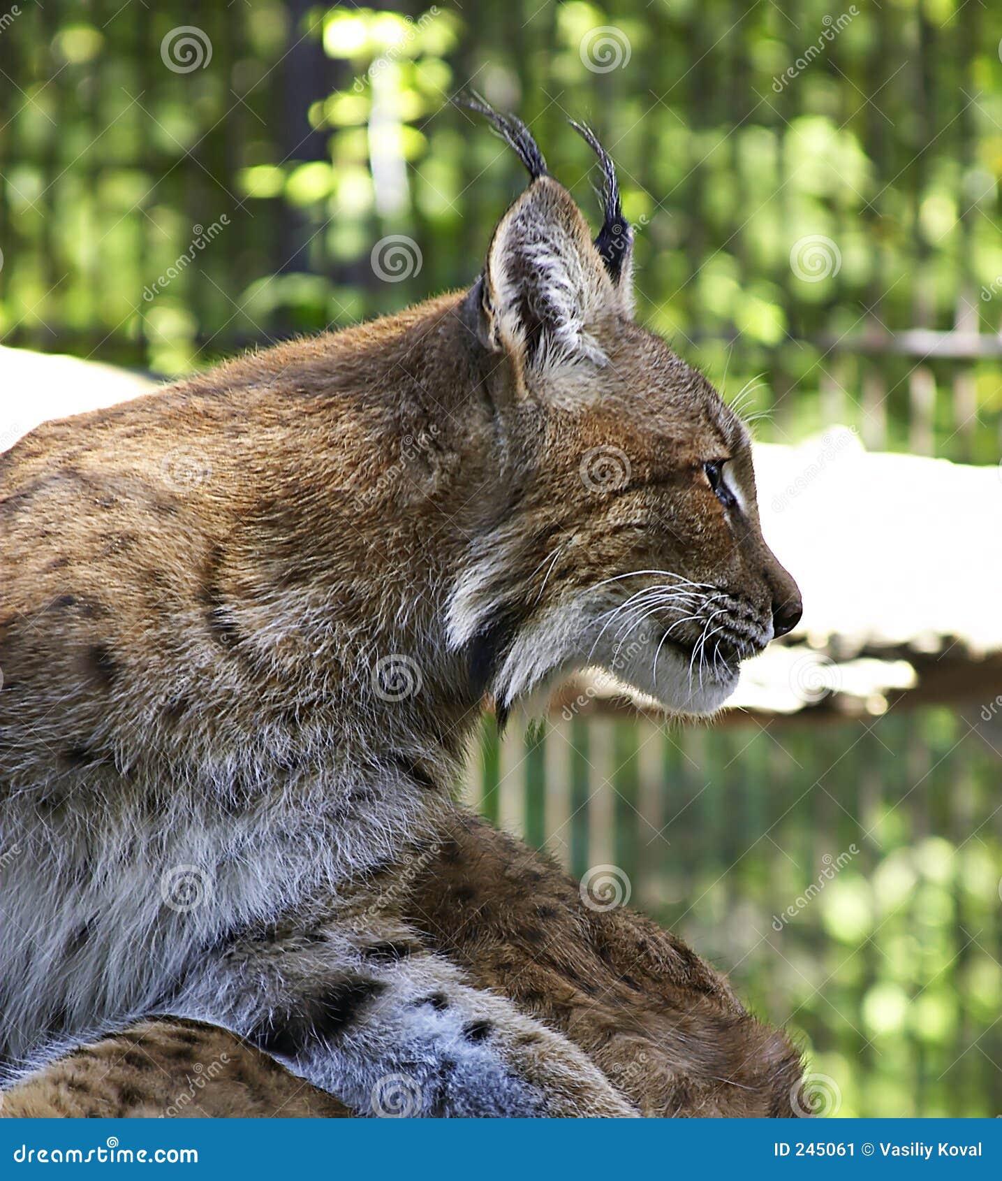 Grote kat stock afbeelding. Image of groot, zoogdier, bevlekt - 245061