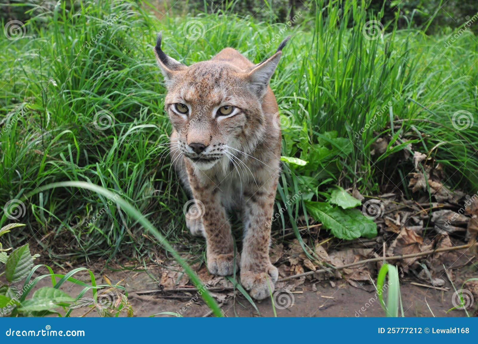 Grote kat stock foto. Image of wild, lynx, mening, risico - 25777212