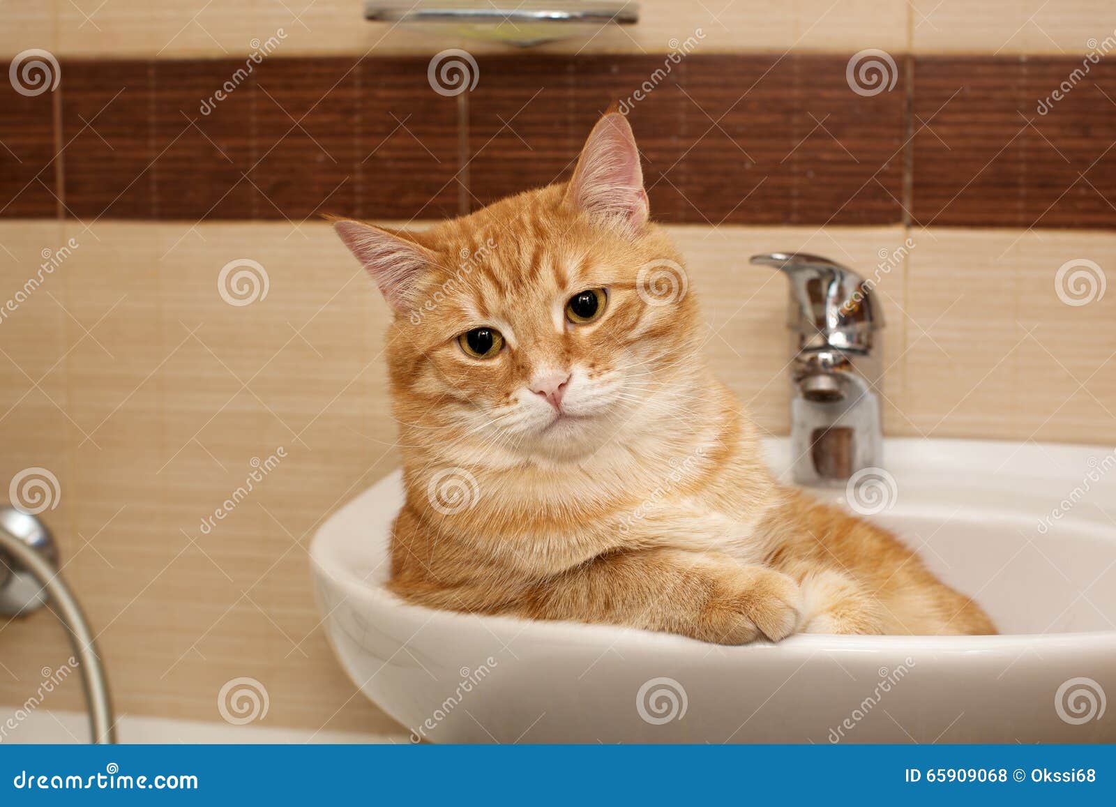 Grote Kat Die in Gootsteen Liggen Stock Foto - Image of gootsteen ...