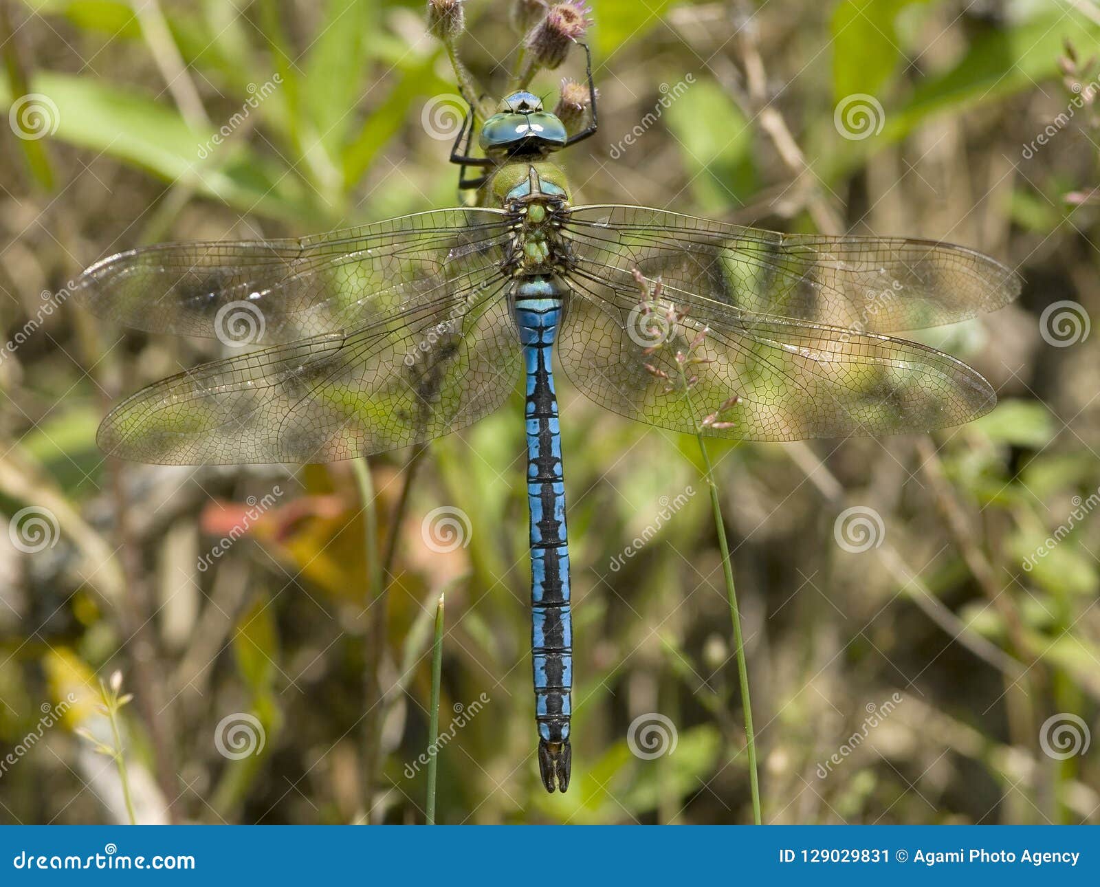 Grote Keizerlibel, Blue Emperor, Anax Imperator Stock Image - Image of ...