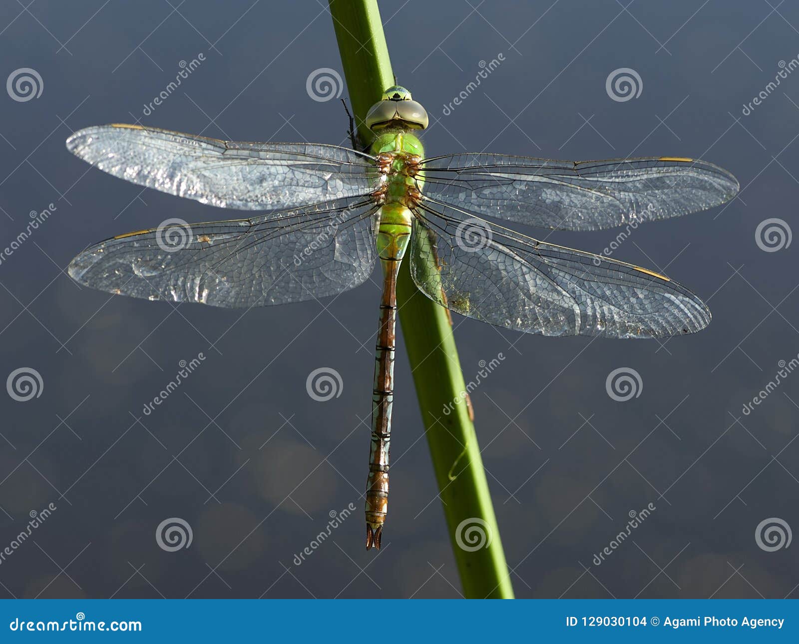 Grote Keizerlibel, Blue Emperor, Anax Imperator Stock Photo - Image of ...
