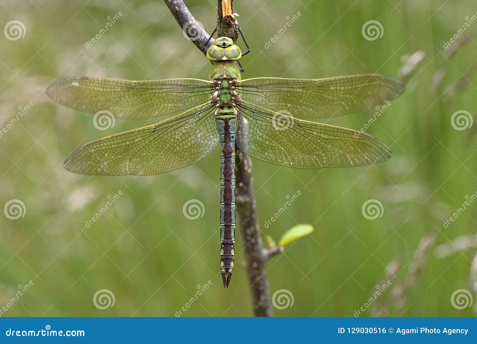 Grote Keizerlibel, Blue Emperor, Anax Imperator Stock Photo - Image of ...