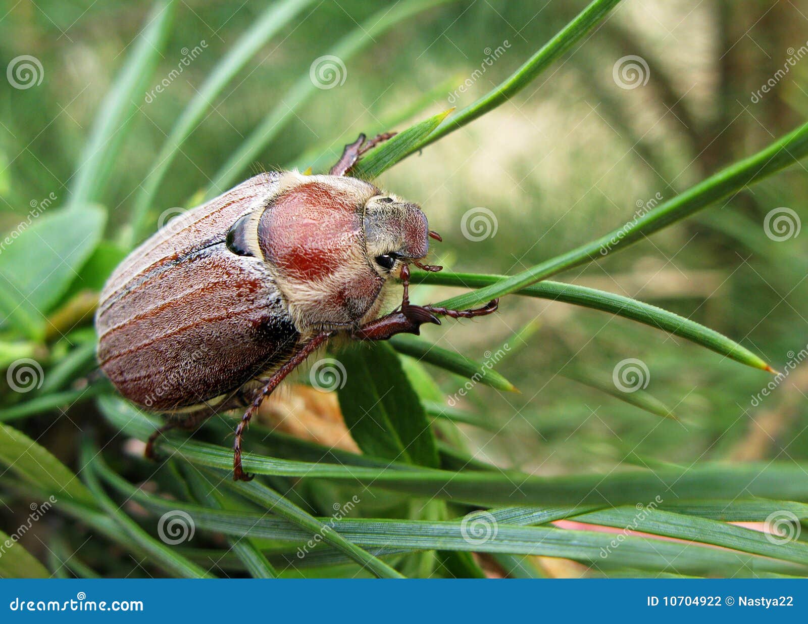 Grote kever stock foto. Image of bruin, zomer, zitting - 10704922