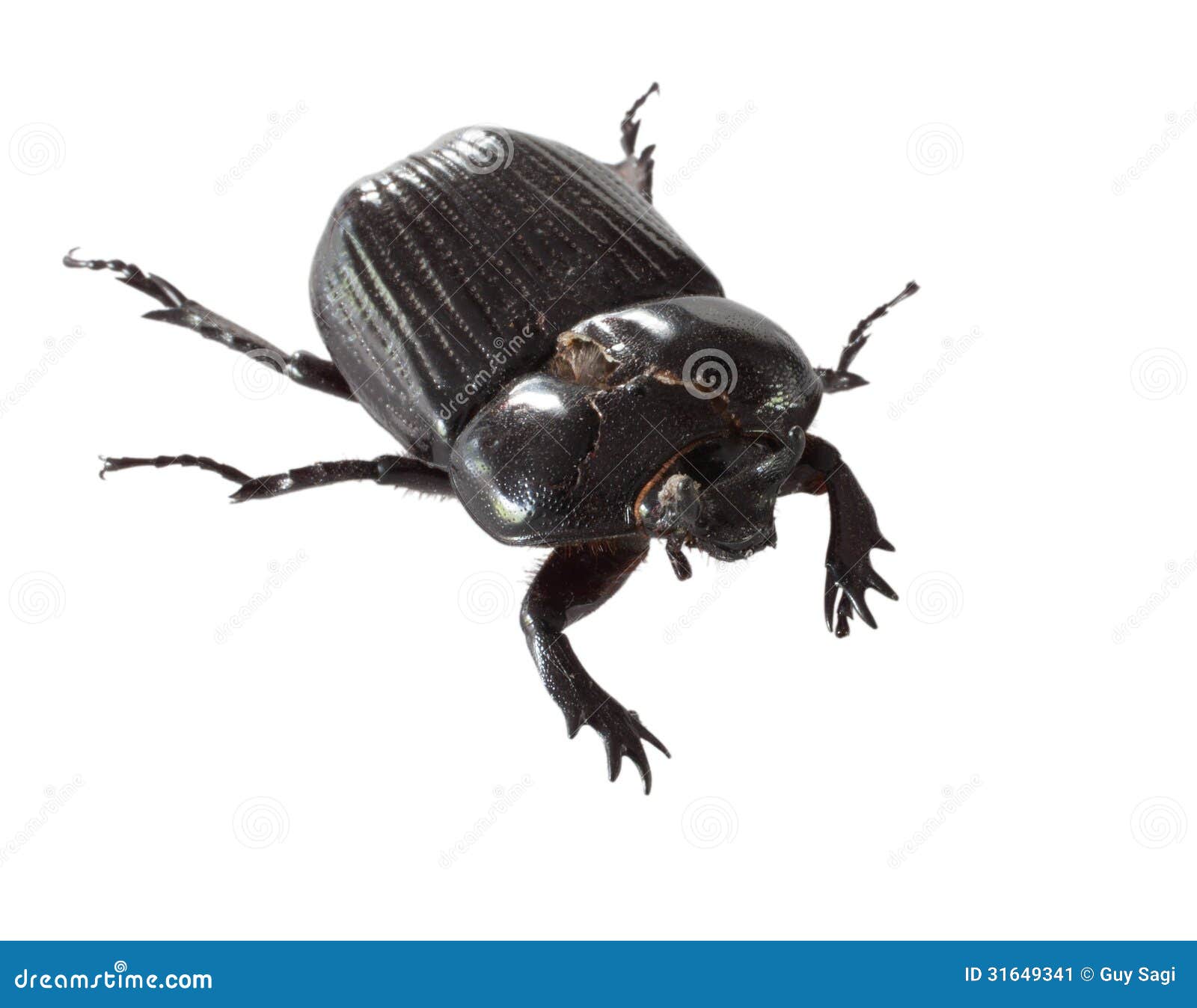 Grote kever stock afbeelding. Image of hoofd, kever, insect - 31649341