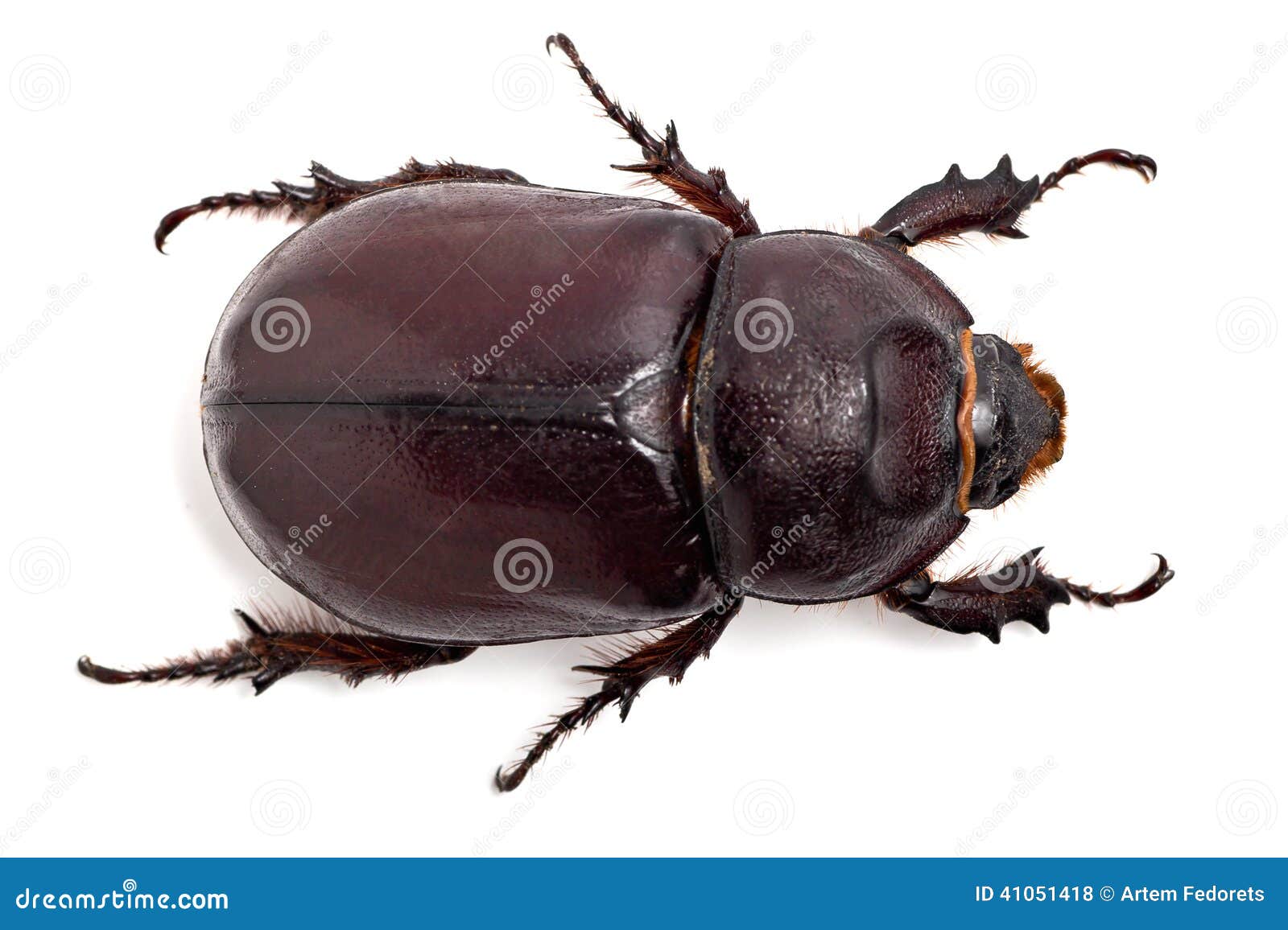 Grote kever stock foto. Image of insect, geïsoleerd, hoorn - 41051418