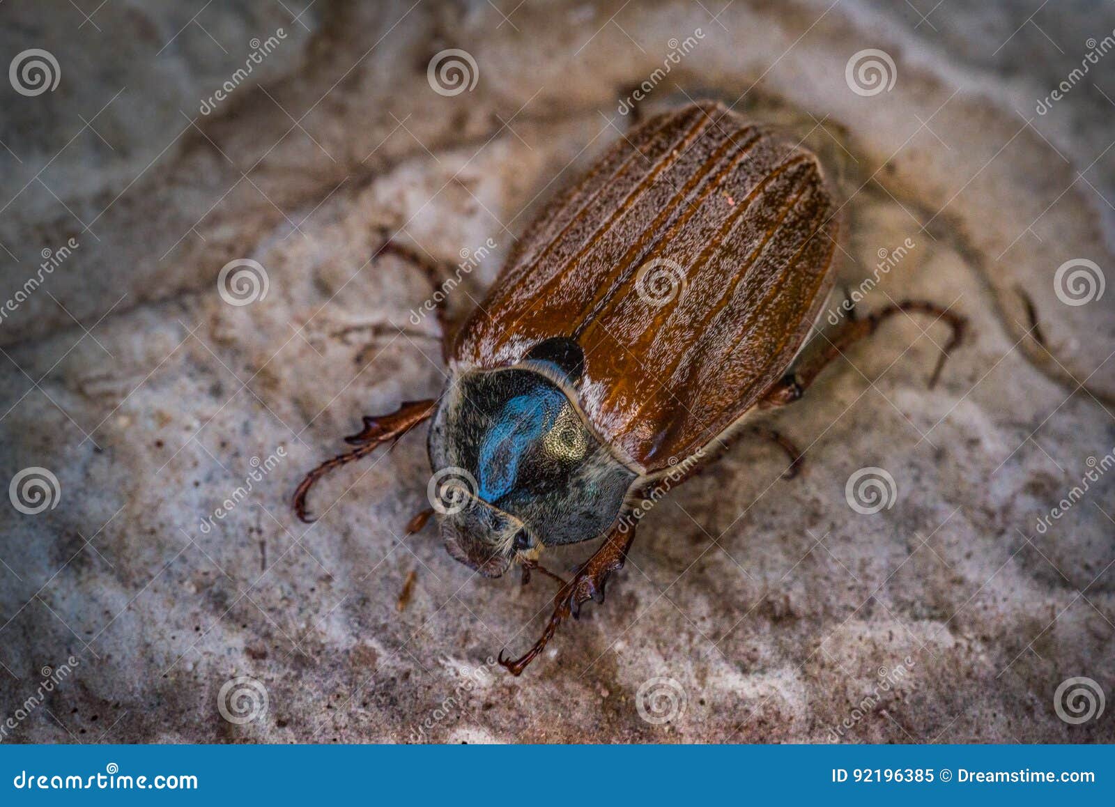 Grote kever stock afbeelding. Image of europa, vliegen - 92196385