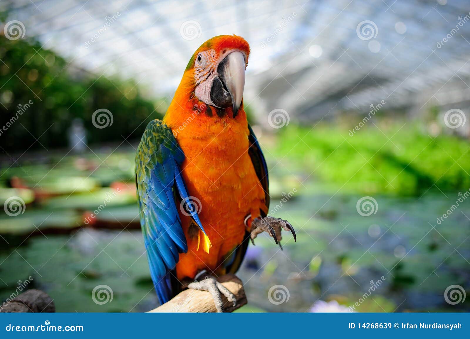 Grote Kleurrijke Papegaai stock afbeelding. Image of kleur - 14268639