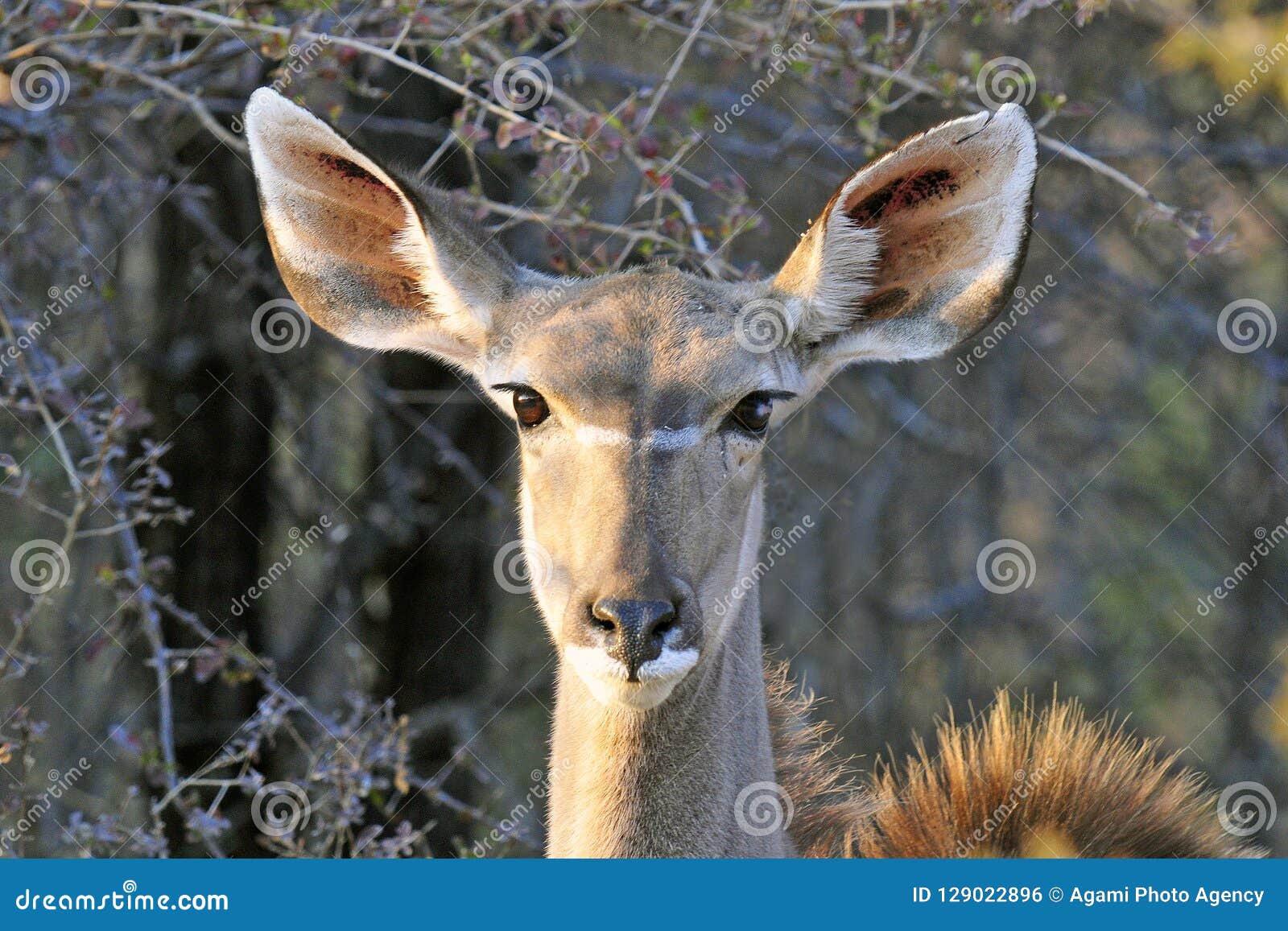 Grote Koedoe, Greater Kudu, Tragelaphus Strepsiceros Stock Photo ...