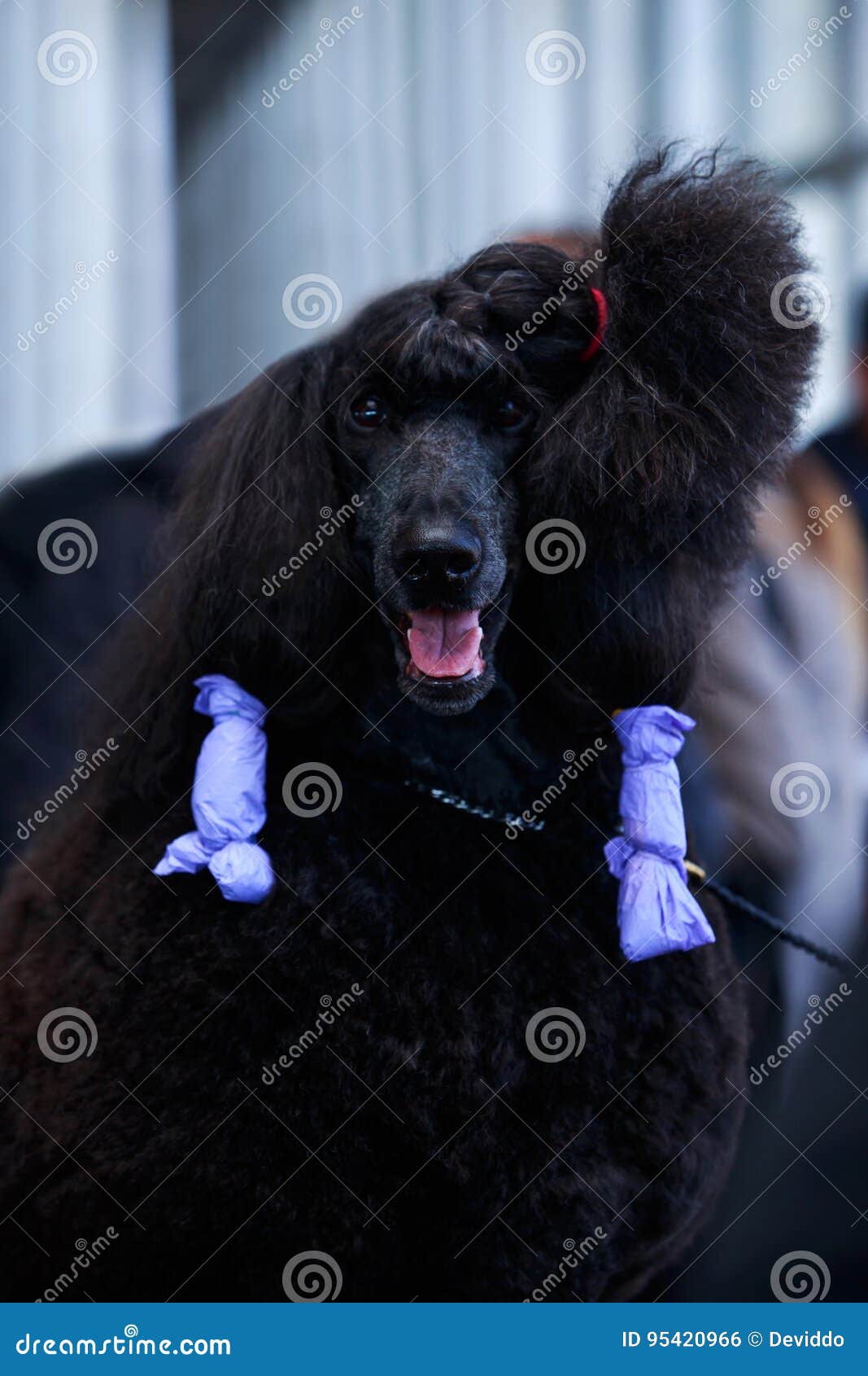 Grote Koninklijke Poedel stock foto. Image of zwart, portret - 95420966