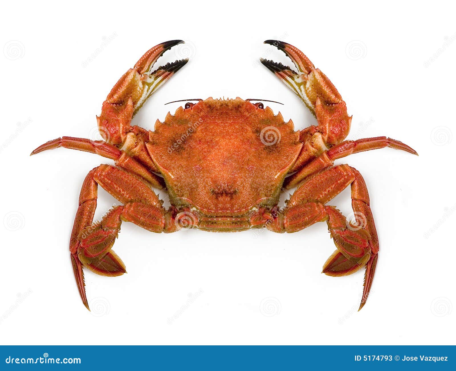 Grote krab stock afbeelding. Image of schepsel, schaaldieren - 5174793