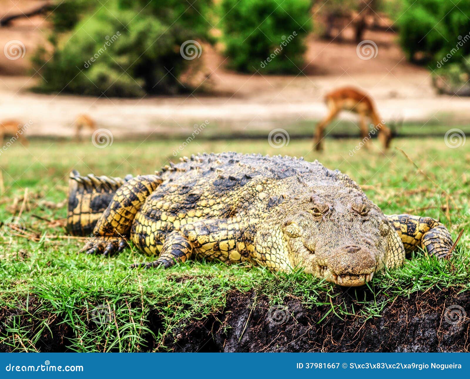 Grote krokodil stock afbeelding. Image of reptiel, park - 37981667