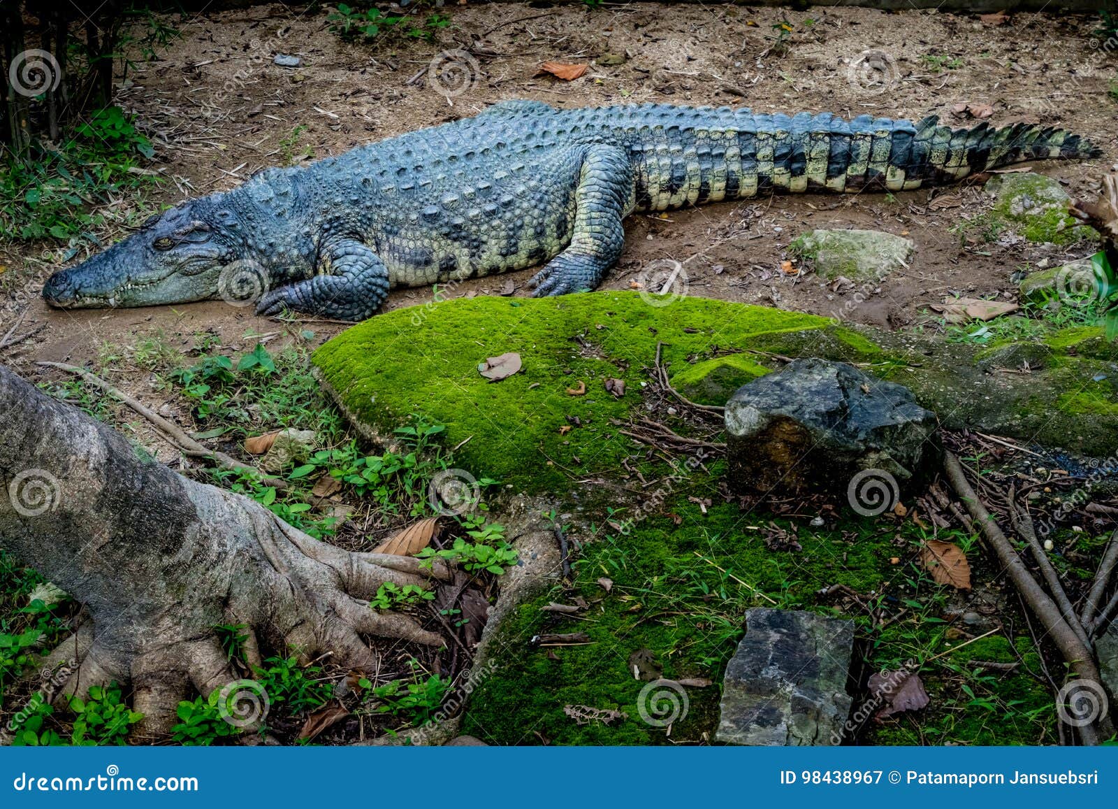 Grote Krokodil in De Dierentuin Stock Afbeelding - Image of groot ...