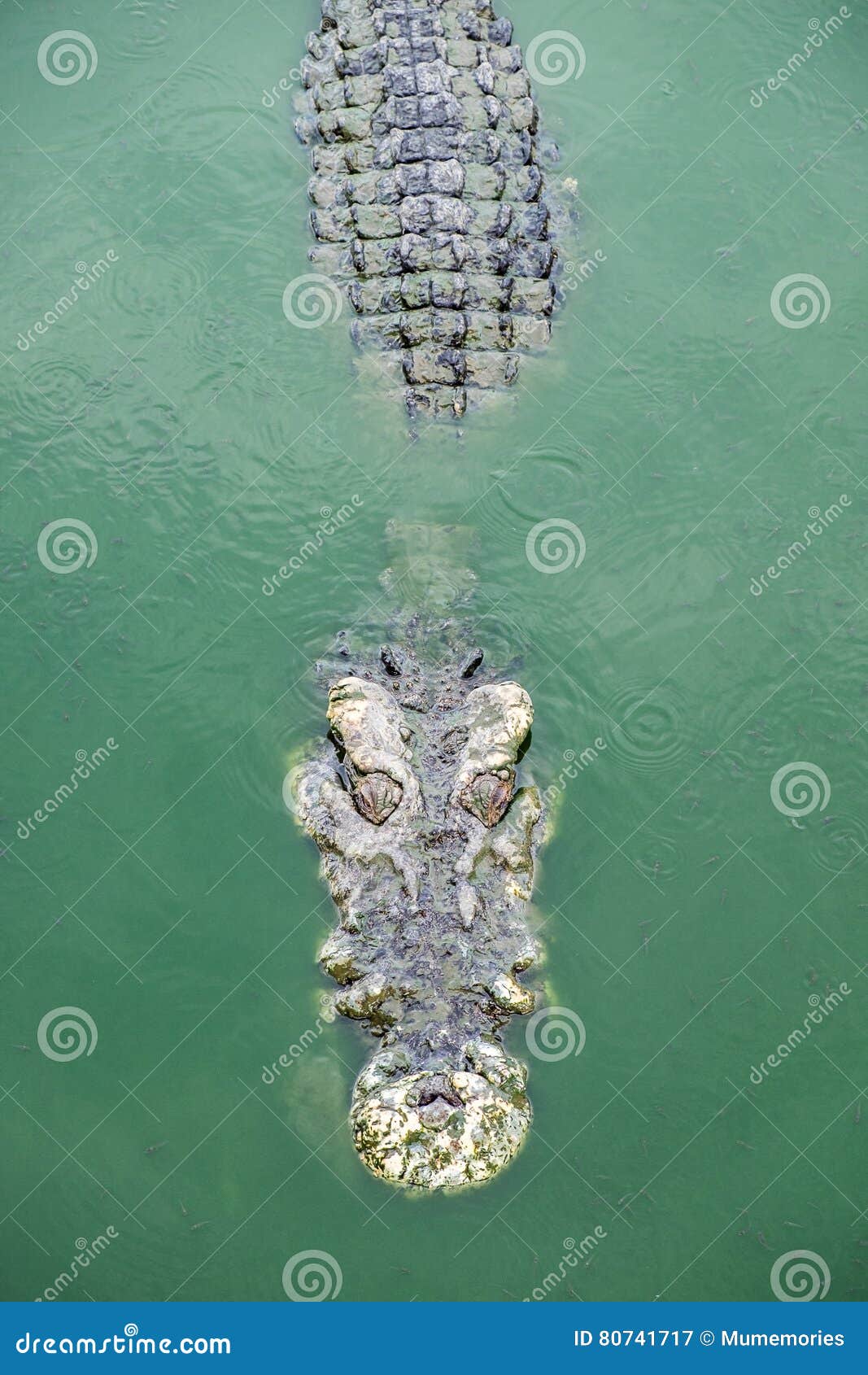 Grote krokodil in vijver stock afbeelding. Image of groot - 80741717