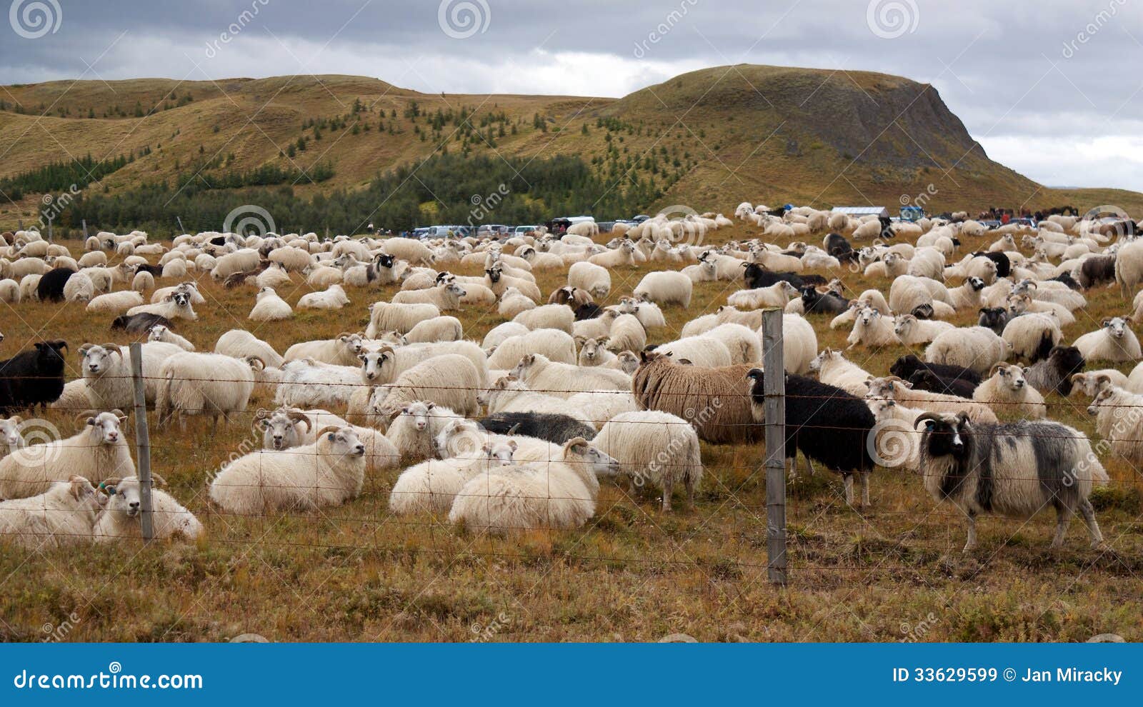 Grote kudde van schapen stock afbeelding. Image of niemand - 33629599