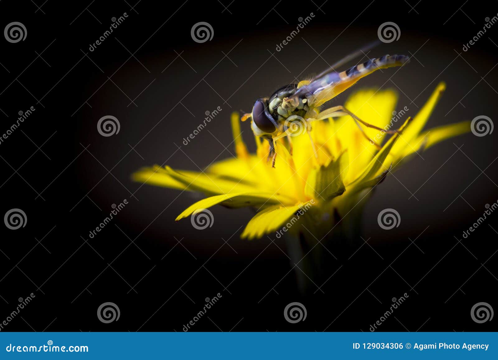 Grote Langlijf, Long Hoverfly, Sphaerophoria Scripta Stock Photo ...