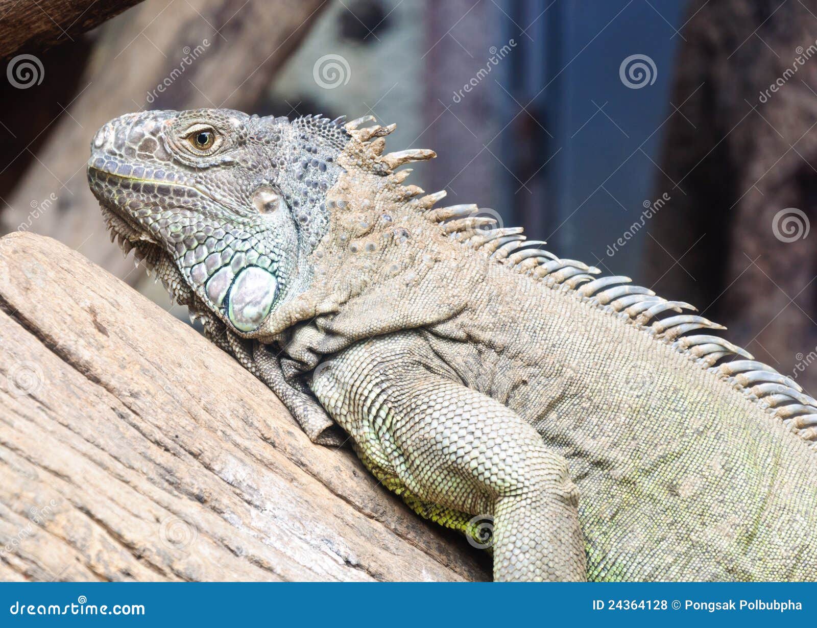 Grote leguaan stock foto. Image of huisdier, kruipen - 24364128