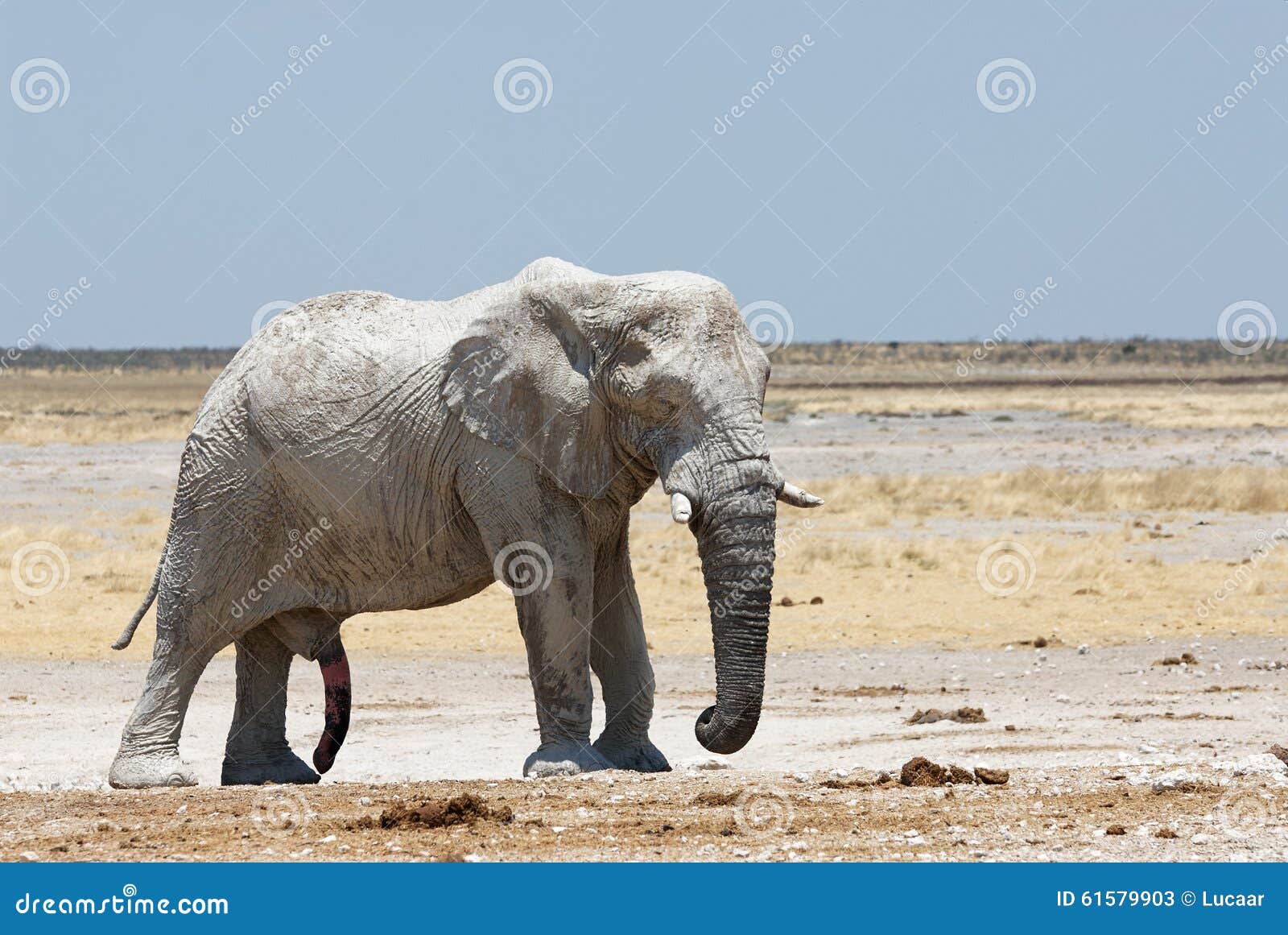 Grote mannelijke olifant stock afbeelding. Image of naughty - 61579903