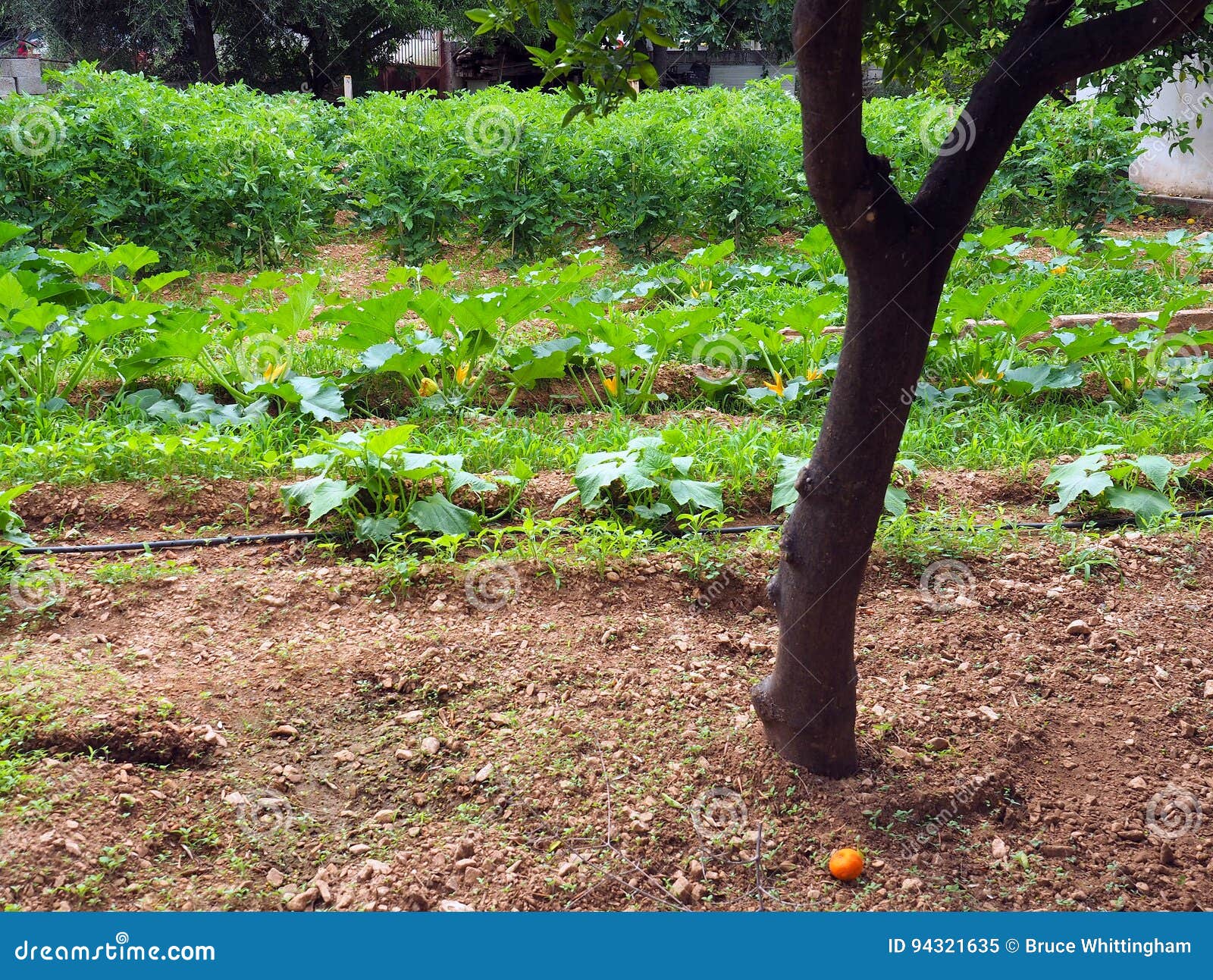 Grote Moestuin in De Voorsteden Stock Afbeelding - Image of groot ...