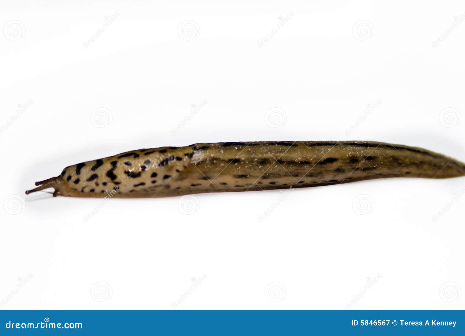 Grote Naaktslak: Buikpotige Weekdier Stock Afbeelding - Image of ...