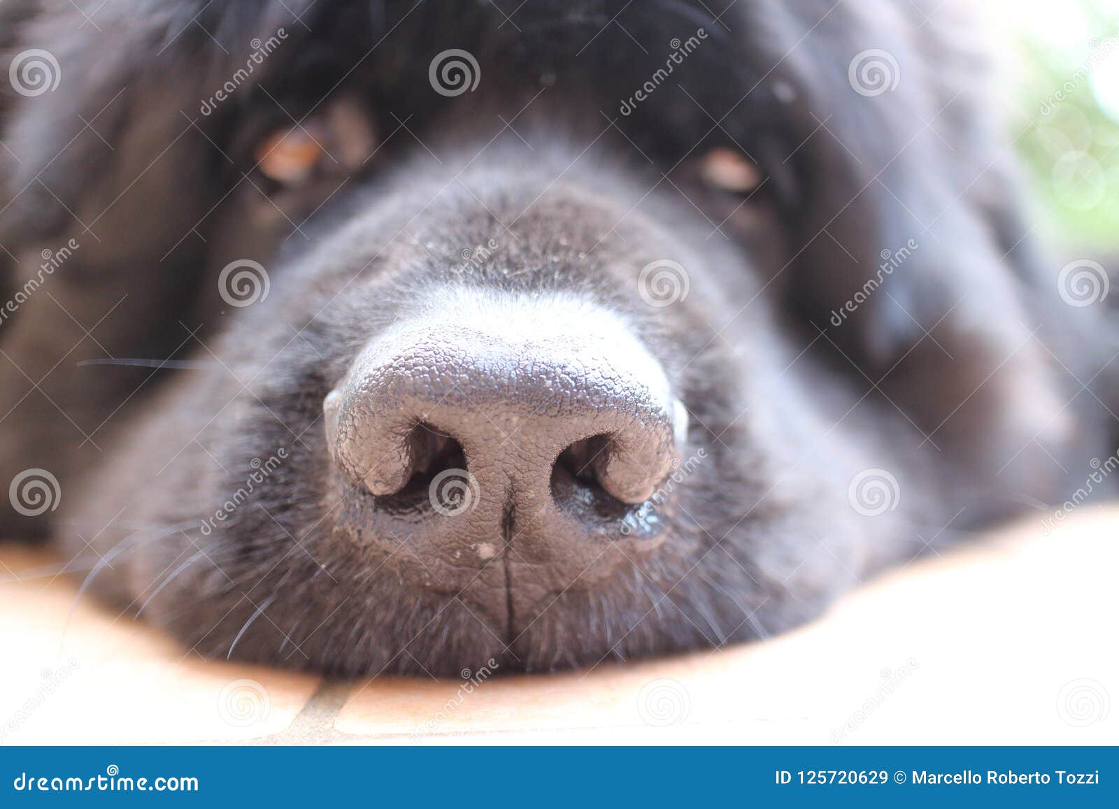 Grote neus stock afbeelding. Image of hoek, gezicht - 125720629