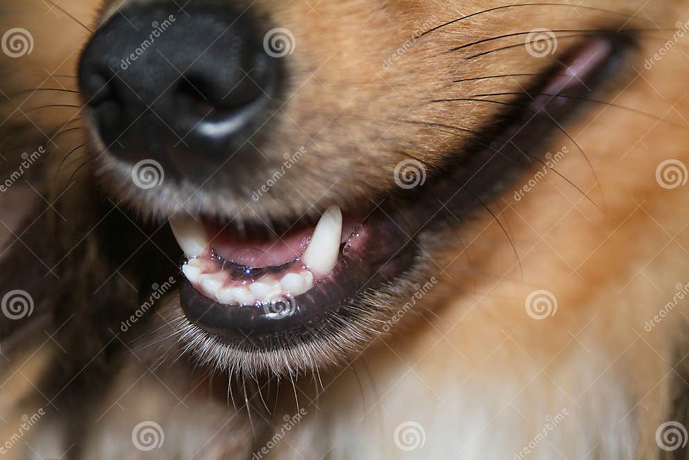 Grote neus stock foto. Image of hond, schoon, zwart, volledig - 206806