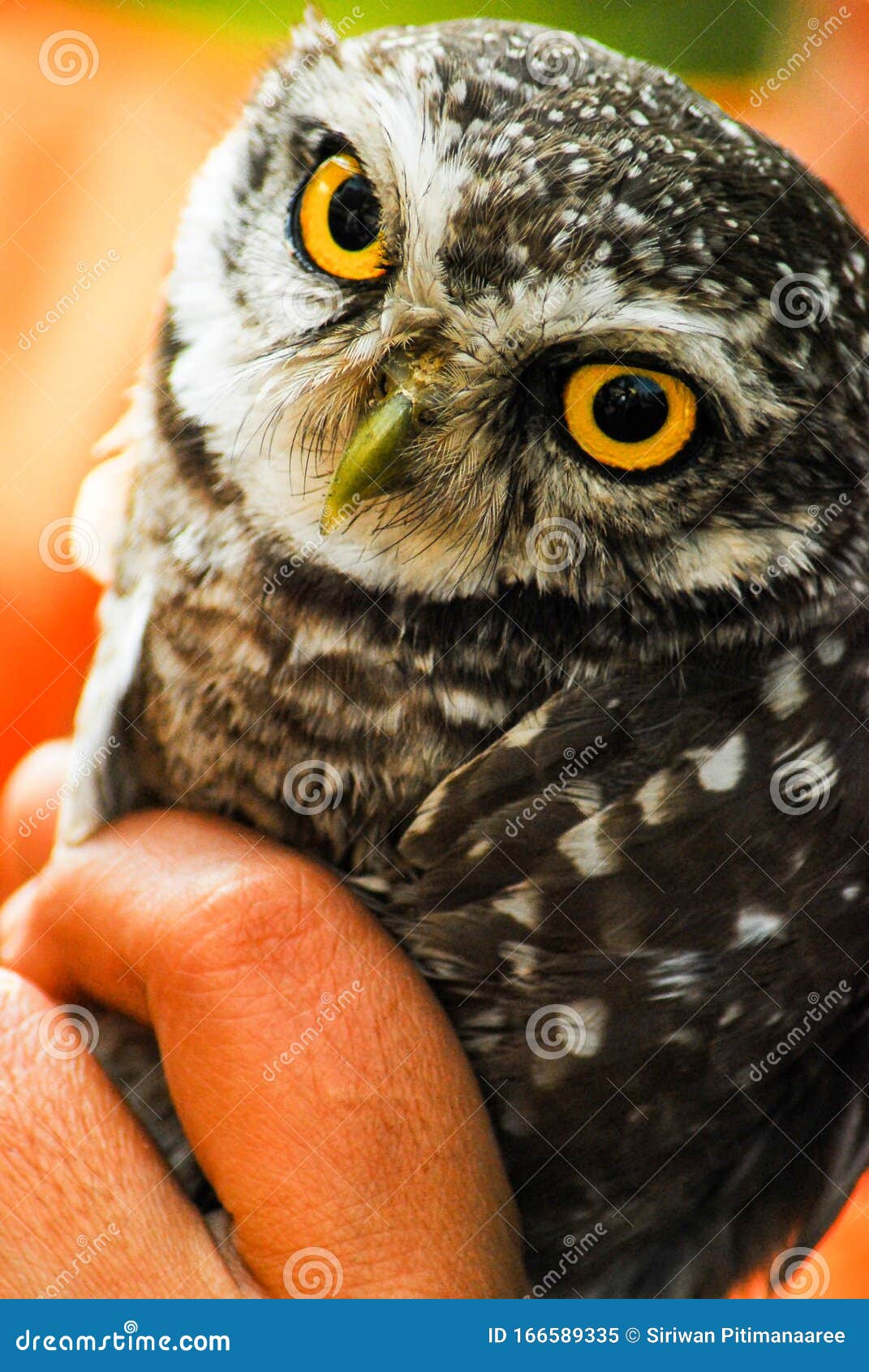 Grote Ogen Kleine Uil in De Hand Stock Afbeelding - Image of jeugd ...