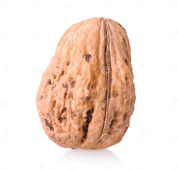 Grote okkernoot stock afbeelding. Image of macro, zaad - 42833137