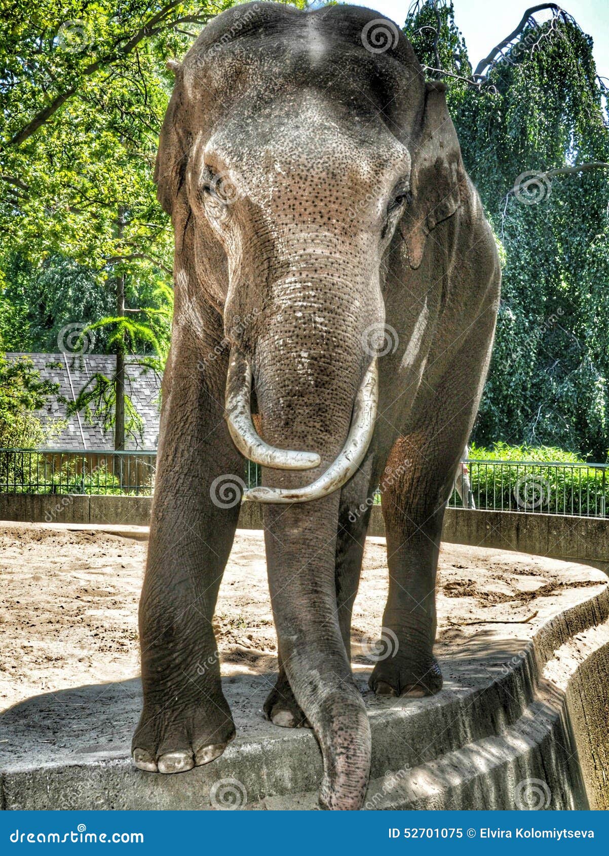 Grote Olifant stock afbeelding. Image of sluit, ecologie - 52701075