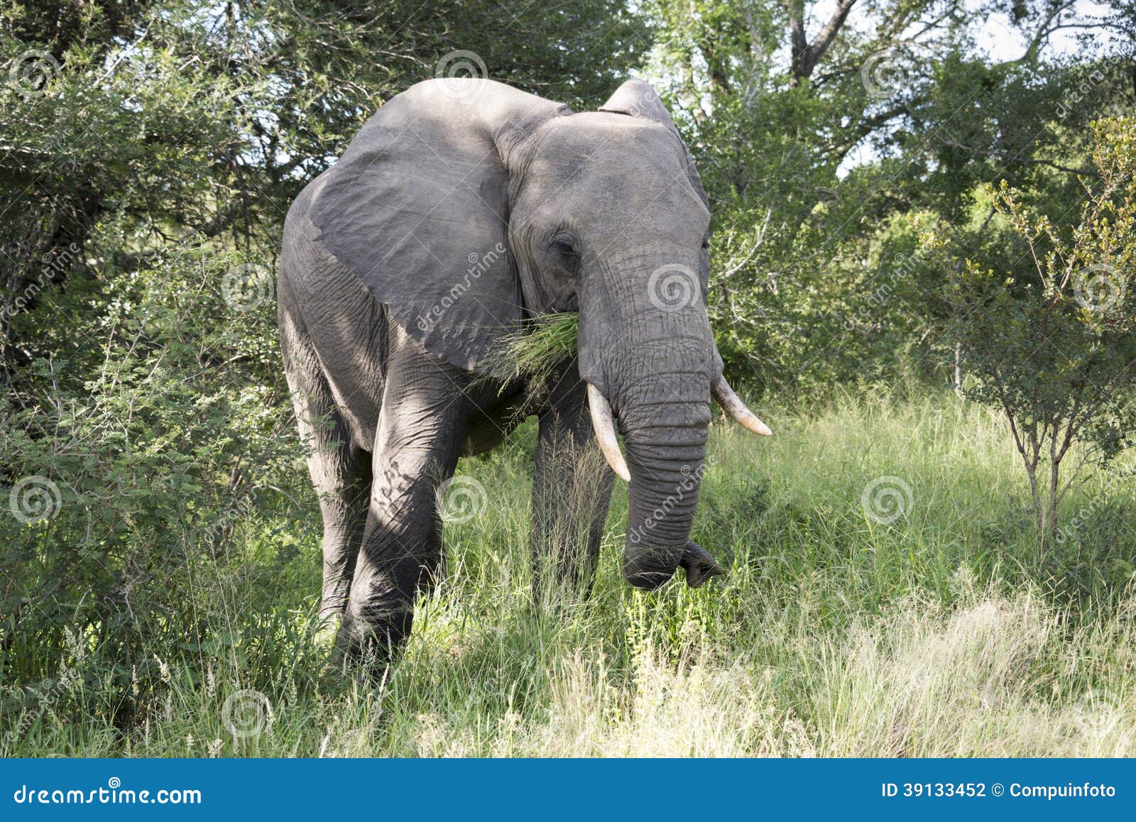 Grote Olifant in Krugerpark Stock Foto - Image of olifant, reis: 39133452