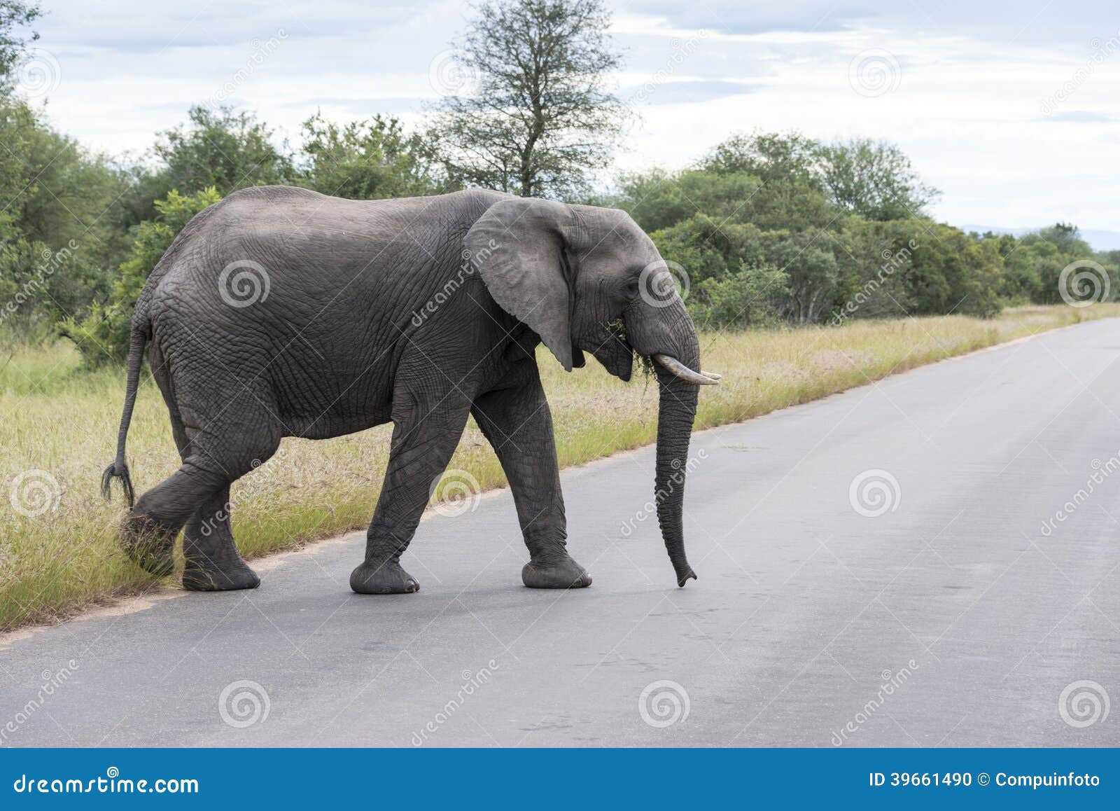 Grote Olifant in Krugerpark Stock Foto - Image of wild, bedreigingen ...
