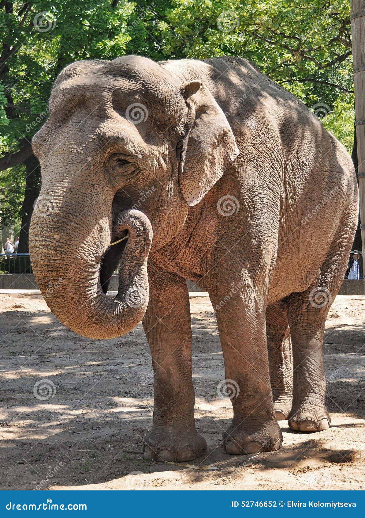 Grote Olifant Met Slagtanden Stock Foto - Image of overheers, energie ...
