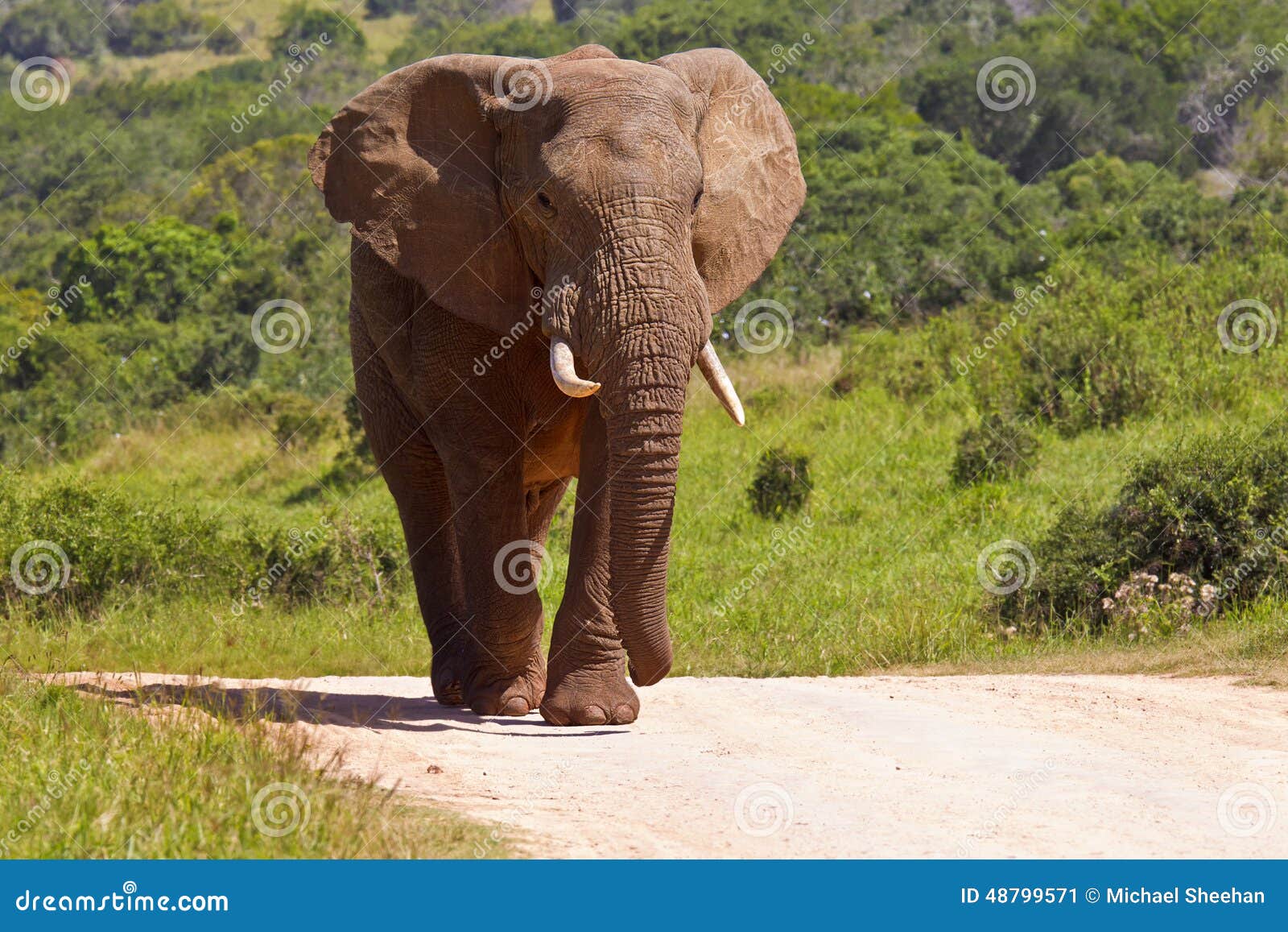 Grote Olifant Op Een Grintweg Stock Afbeelding - Image of nave, olifant ...