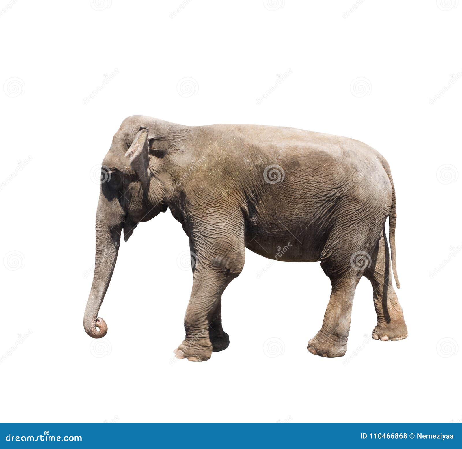 Grote Olifant Op Witte Achtergrond Stock Foto - Image of wild ...