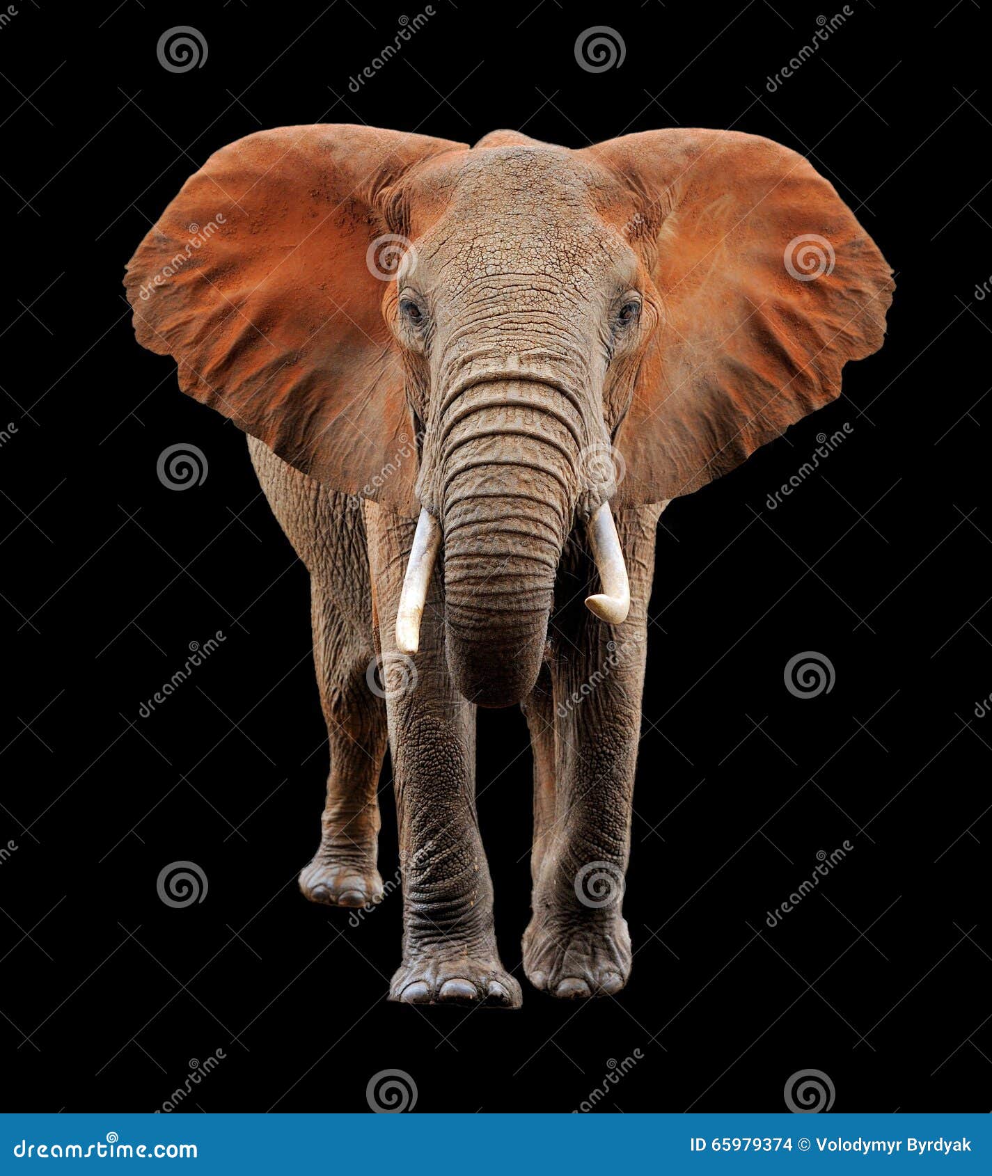 Grote Olifant Op Zwarte Achtergrond Stock Foto - Image of pachyderme ...