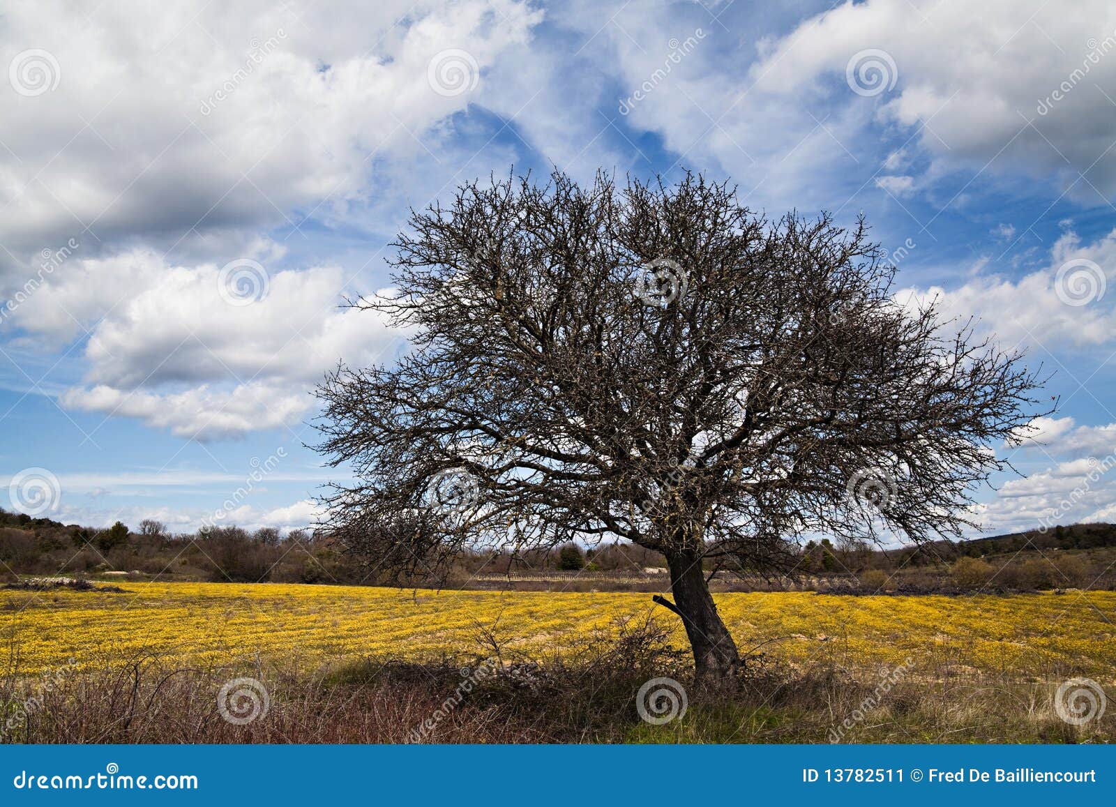 Grote oude boom stock afbeelding. Image of levendig, bloemen - 13782511