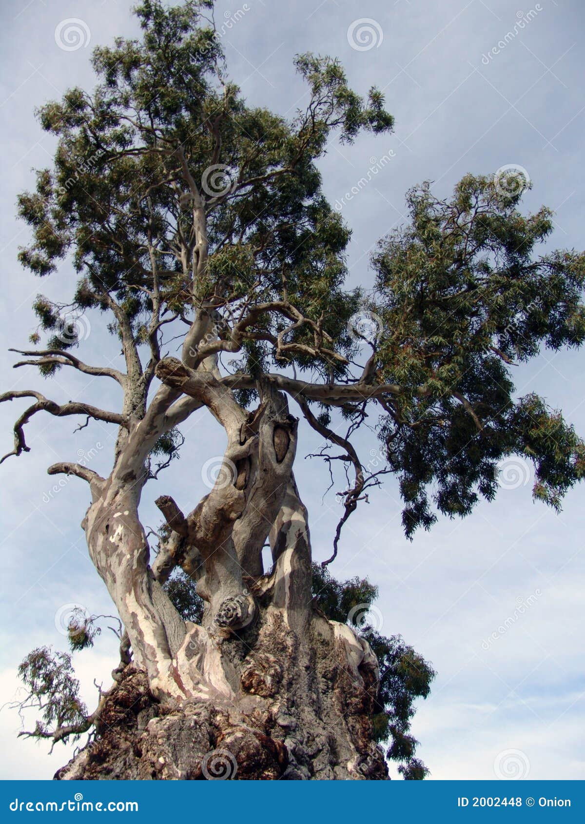 Grote oude boom stock foto. Image of boom, leven, groei - 2002448
